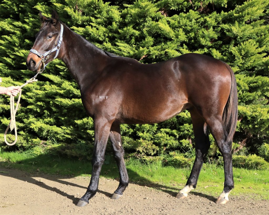 Mr Bannock - Australian Thoroughbred Bloodstock